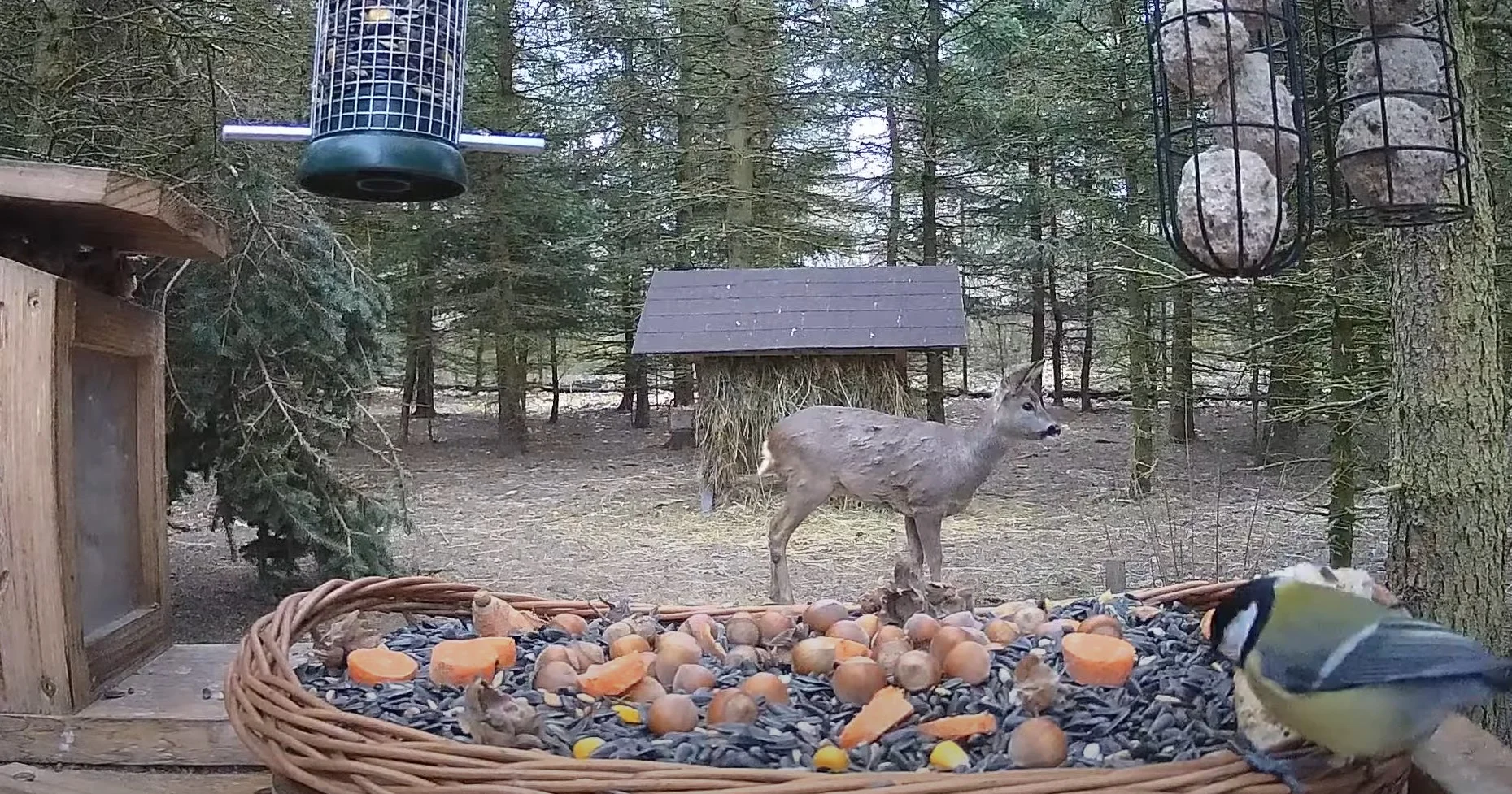 Animal rescue station "Makov" Webcam - Czech Republic 🎦