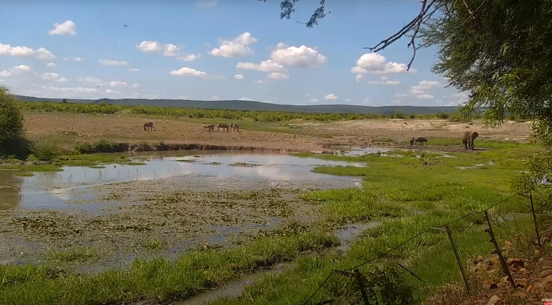 Wild animals in Groot Marico - Live Webcam in South Africa 🎦